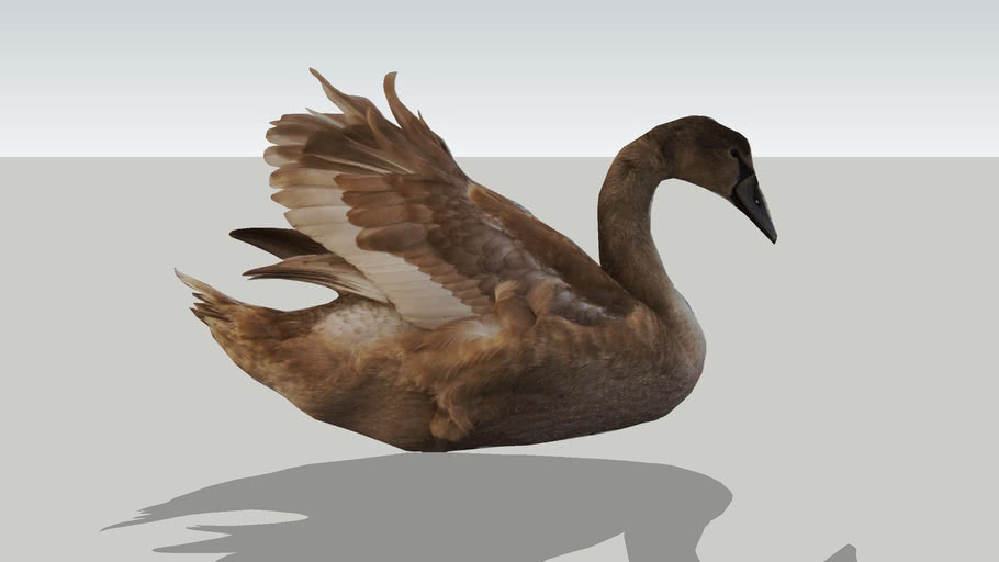 2D Swan | 3D Warehouse
