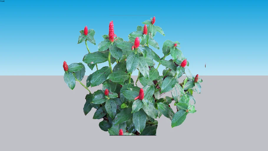 Caninha do brejo | 3D Warehouse