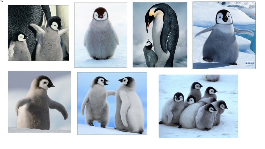 penguin collage | 3D Warehouse