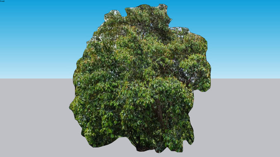 Star Apple caimito, estrella, caimo morado Chrysophyllum cainito Tree ...