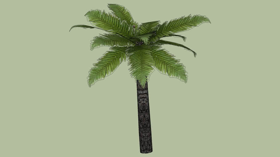 Tree Fern | 3D Warehouse