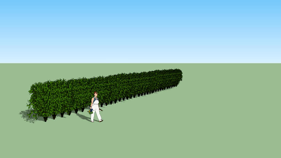 Burns Hedge | 3D Warehouse