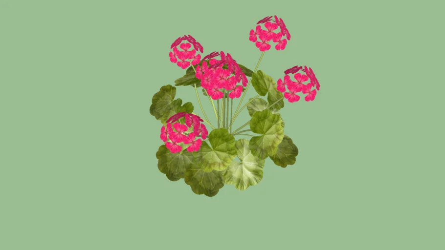 Geranium | 3D Warehouse