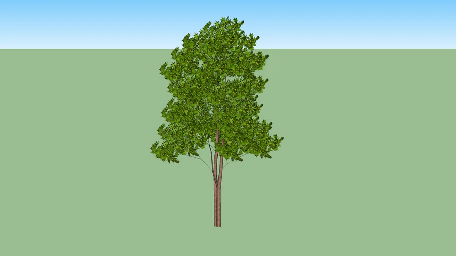 tree | 3D Warehouse