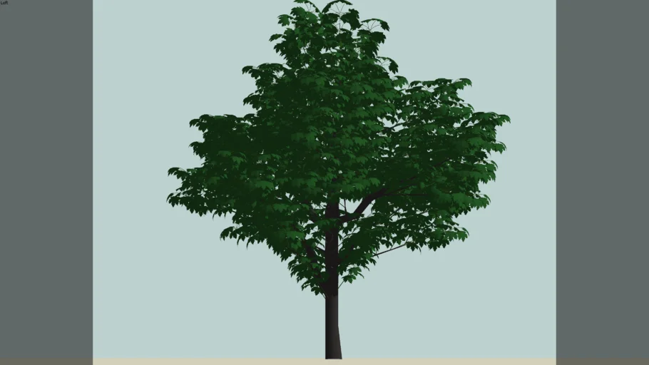 tree - maple | 3D Warehouse