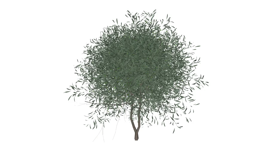 Olea europea | 3D Warehouse