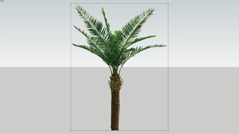 palm tree in no pot | 3D Warehouse