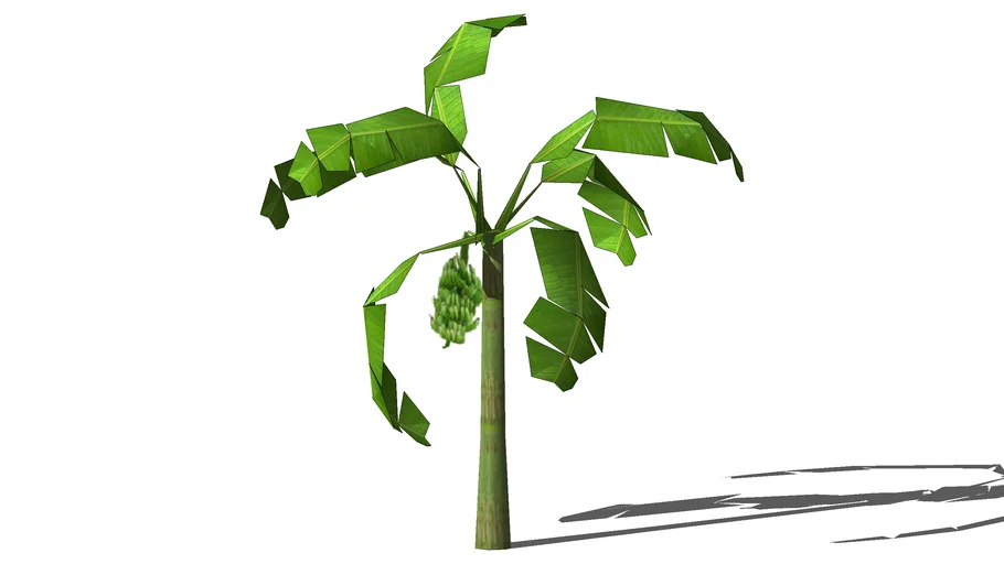 Tree - Palm - Musa - Banana - Plantain | 3D Warehouse