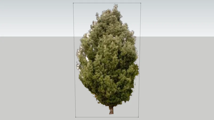 Fastiagate White Pine | 3D Warehouse