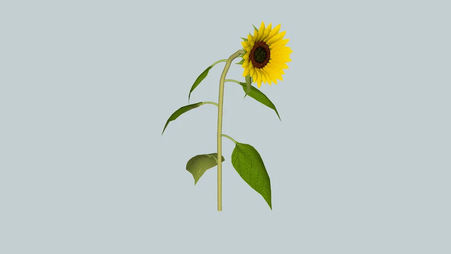 Sunflower | 3D Warehouse
