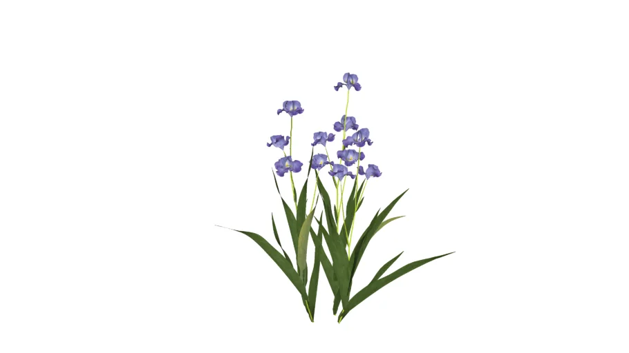 iris tectorum_03 | 3D Warehouse