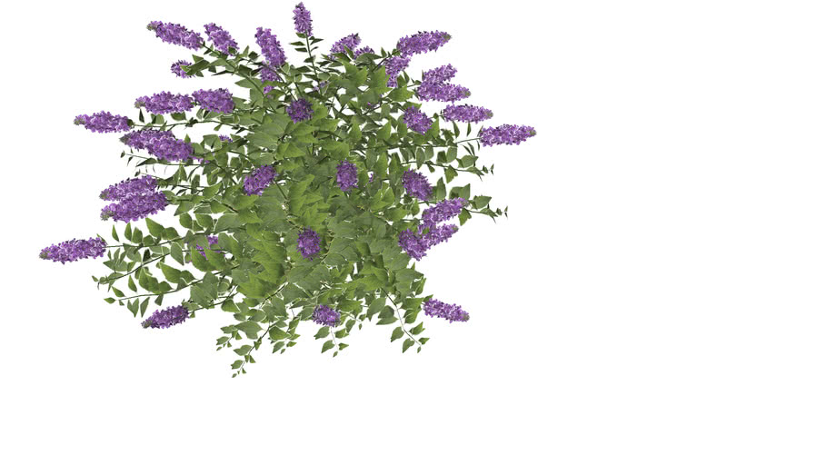 Buddleja davidii | 3D Warehouse