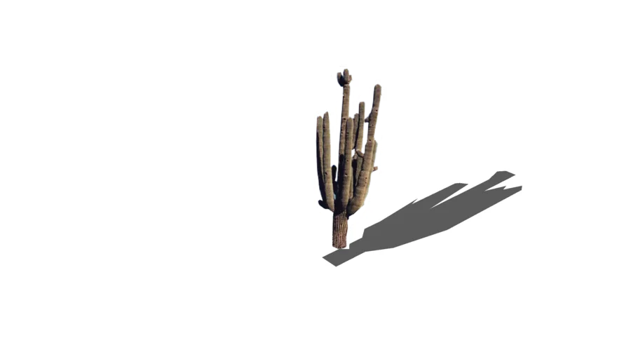 Saguaro | 3D Warehouse
