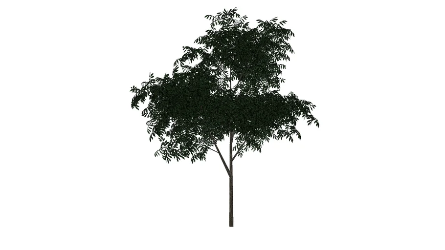 tree | 3D Warehouse