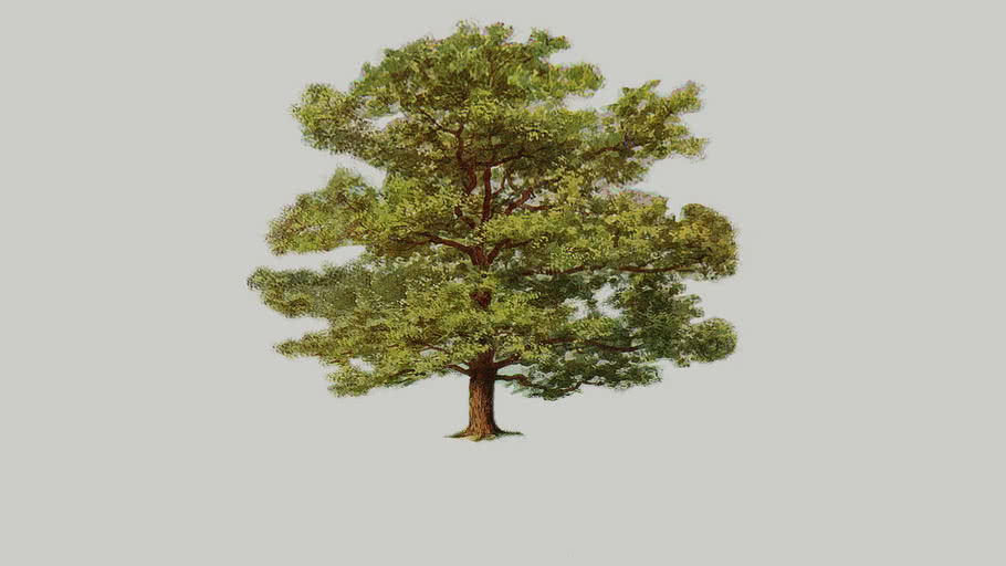 2D Tree png picture | 3D Warehouse