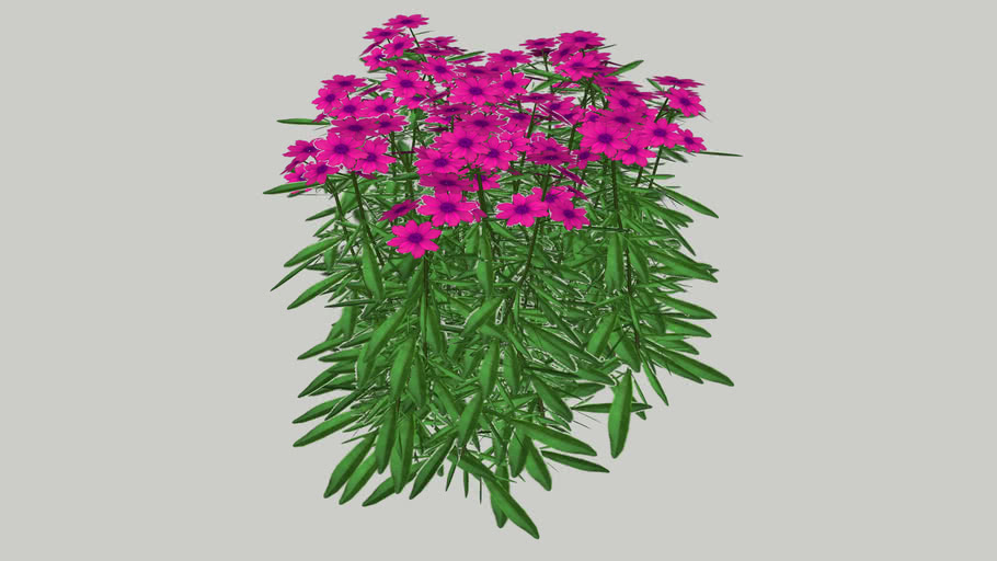 Aster | 3D Warehouse