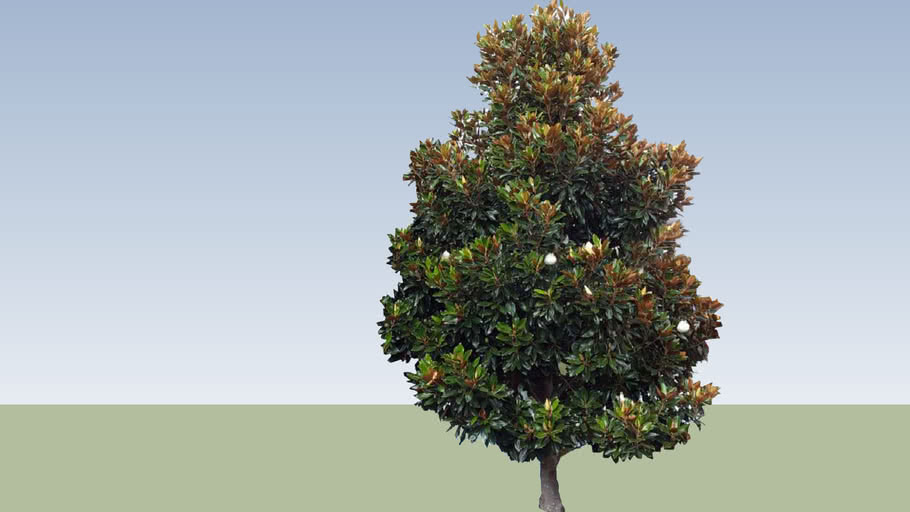 Magnolia Tree | 3D Warehouse
