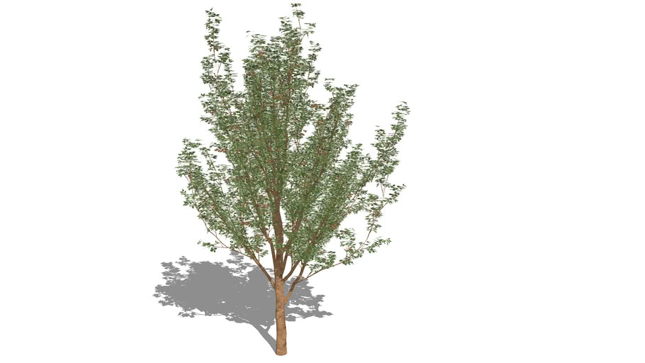 3D Landscape Tree - Acer griseum Paperbark Maple | 3D Warehouse