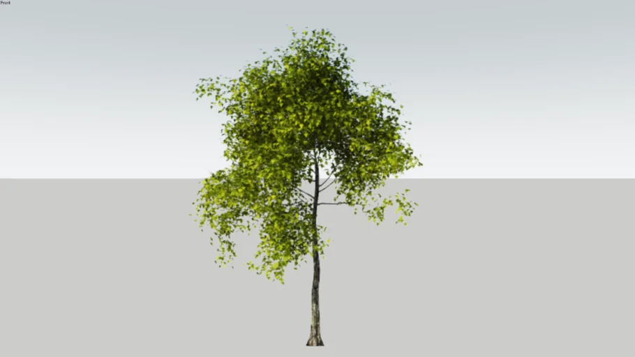 tree | 3D Warehouse