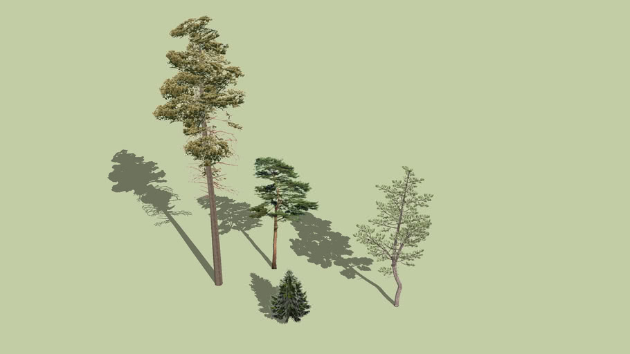Coniferous Trees with Realistic Shadows | 3D Warehouse