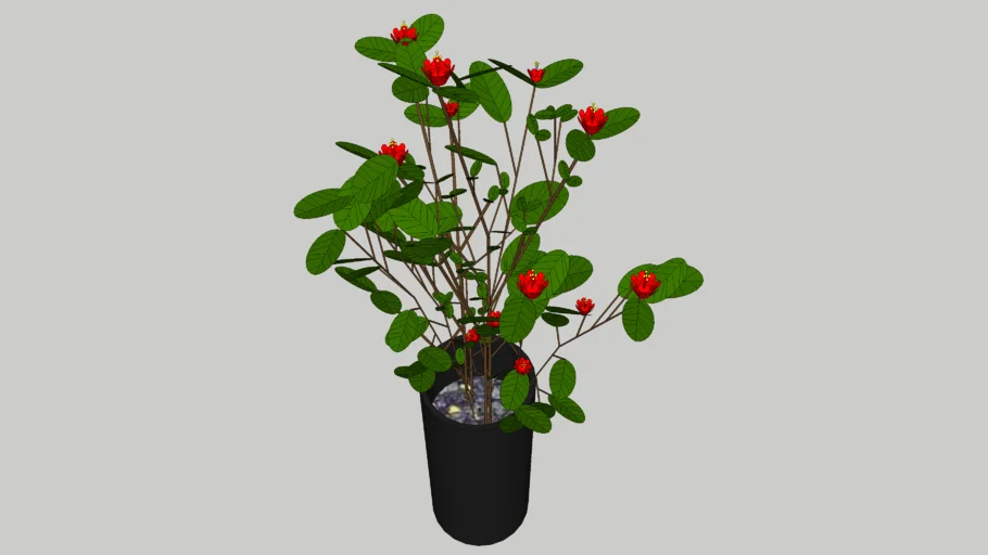 plants | 3D Warehouse
