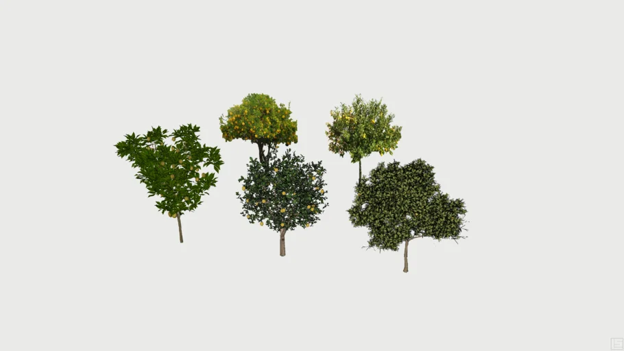 Lemon Trees | 3D Warehouse