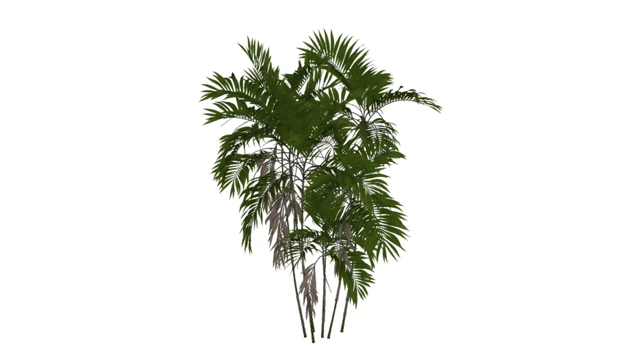 Chamaedorea_costaricana_01_04 | 3D Warehouse
