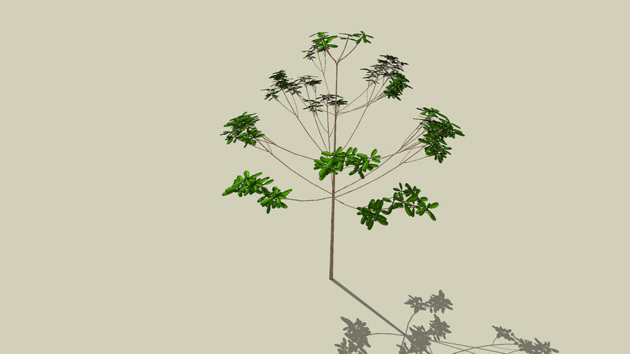 Magnolia Tree | 3D Warehouse