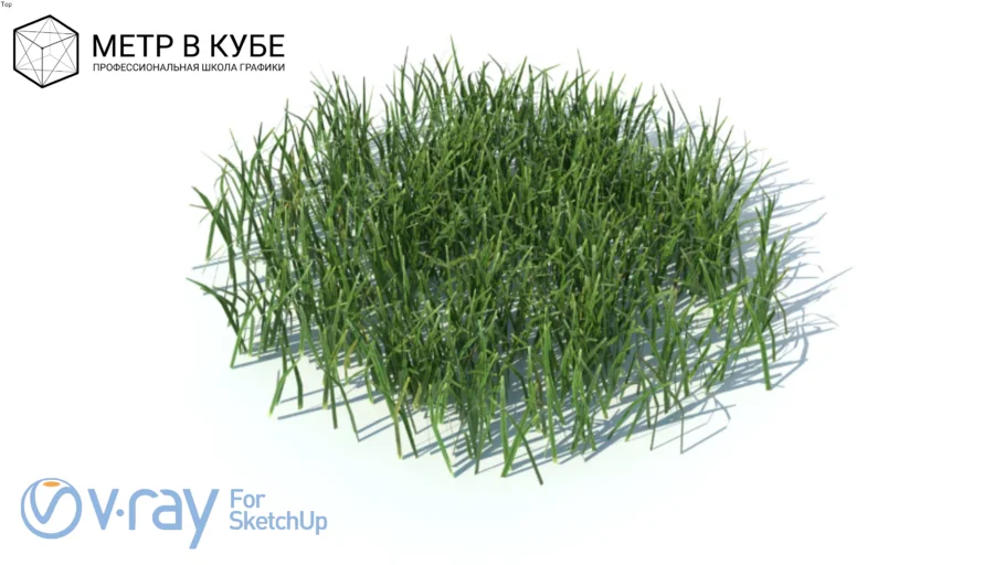 Grass, hight poly + maps, vray ready (008) | 3D Warehouse