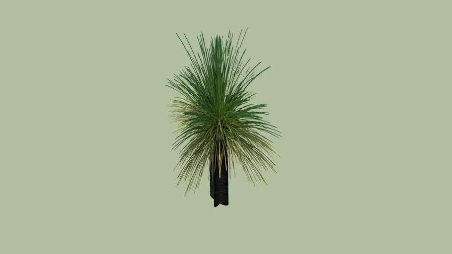 Australian Grass Tree (Xanthorroea preissii)_1 | 3D Warehouse