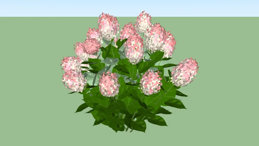 hydrangea paniculata Wanille Fraise | 3D Warehouse