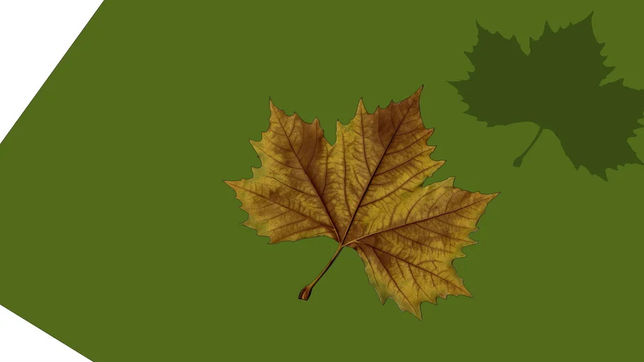 Hoja de Maple | 3D Warehouse