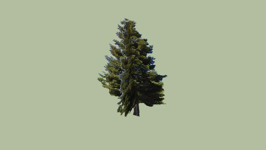 Medium Size Pine Tree | 3D Warehouse