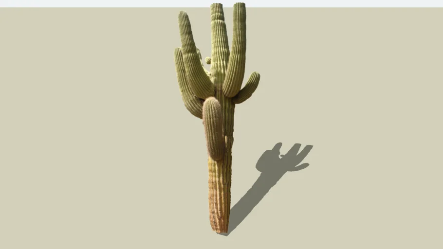 Saguaro Cactus | 3D Warehouse