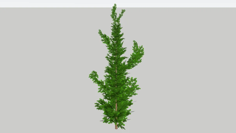 Pinheiro 2D+3D (Cypress) | 3D Warehouse