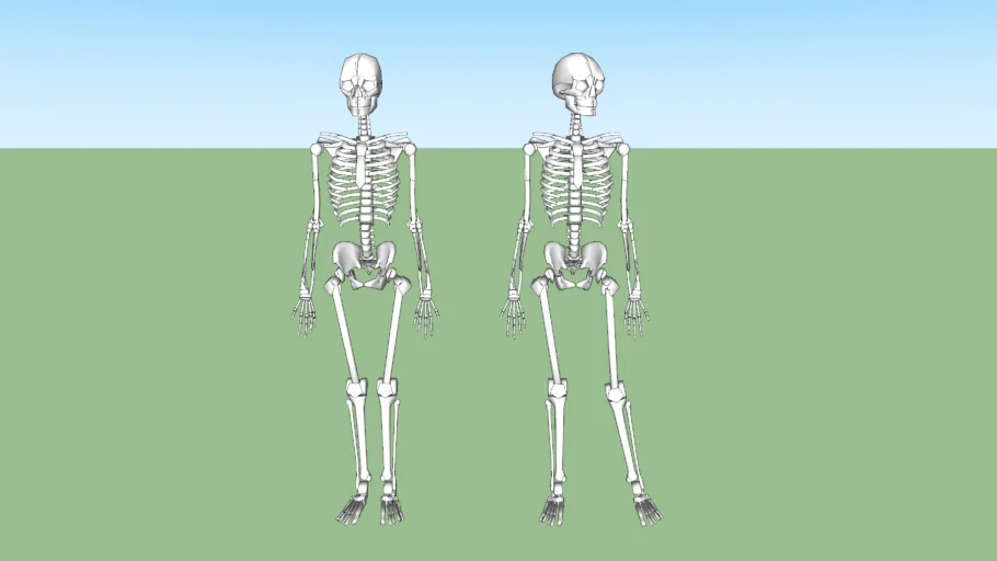 Skeleton | 3D Warehouse