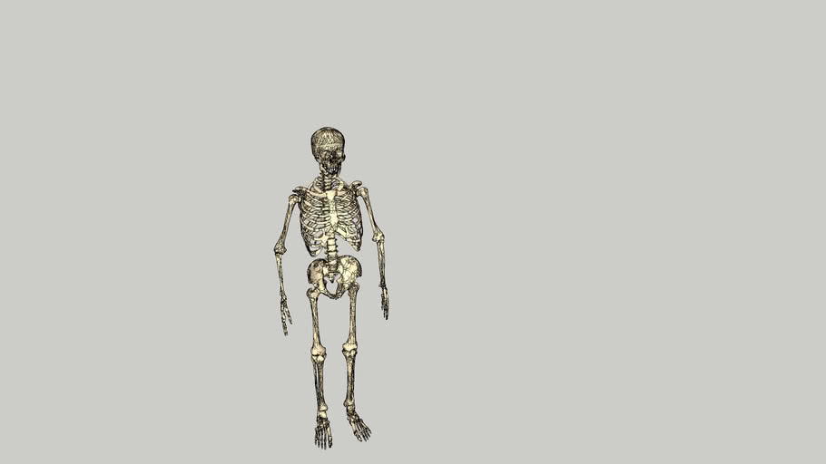 SKELETON | 3D Warehouse