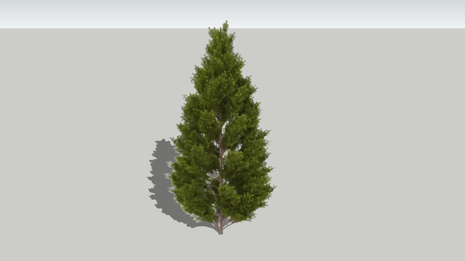 2D Dwarf Spruce 4-foot 7-inches] | 3D Warehouse