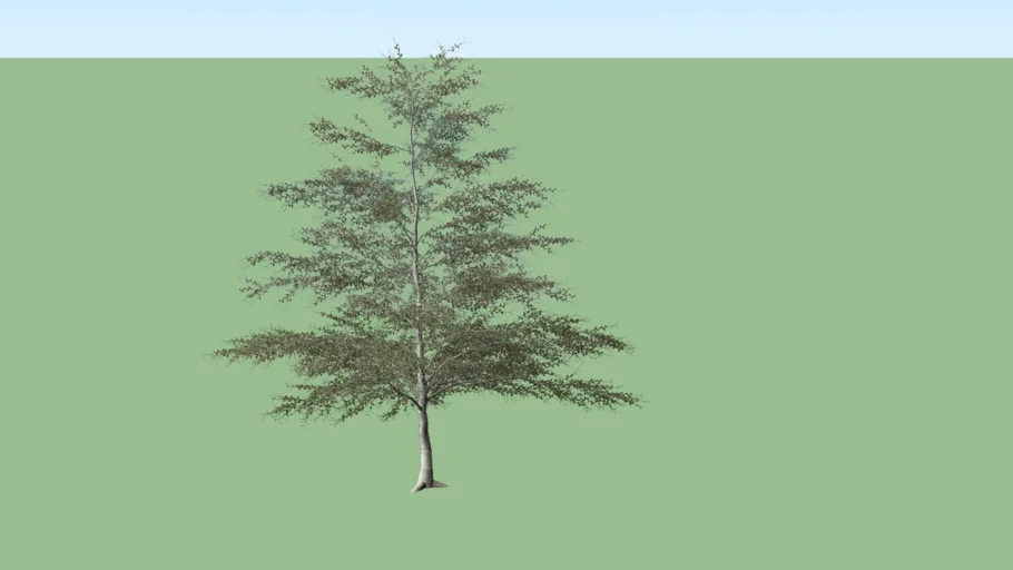 Small Tree | 3D Warehouse