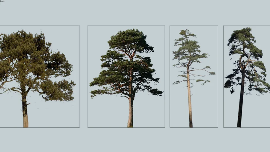 2D Pine trees (pinus sylvestris) part 2 | 3D Warehouse