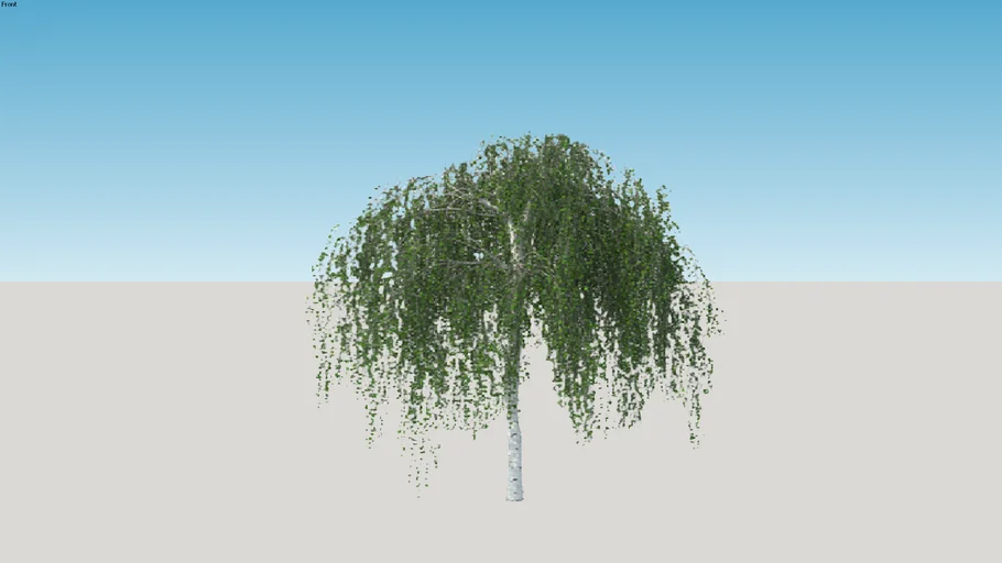 Betula pendula Yungii Weeping Small Birch | 3D Warehouse