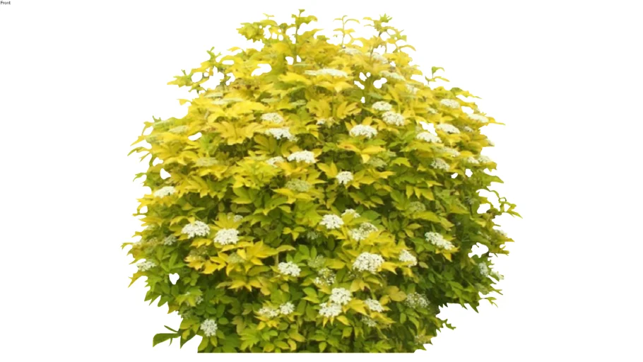 Tree 2D | 3D Warehouse