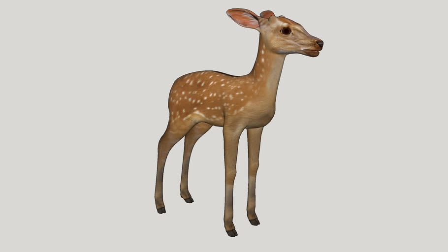 Ciervo bebe / Baby deer | 3D Warehouse