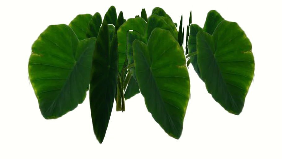 Bore Verde | 3D Warehouse