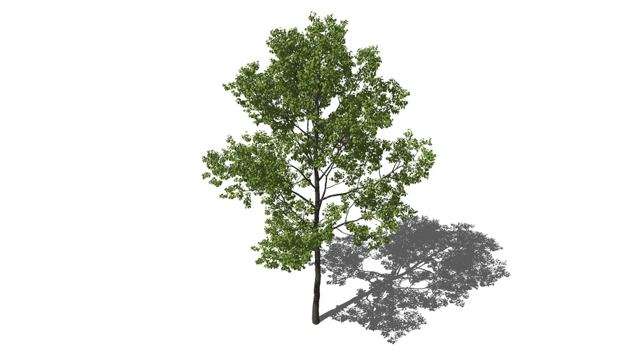 Tree high poly | 3D Warehouse