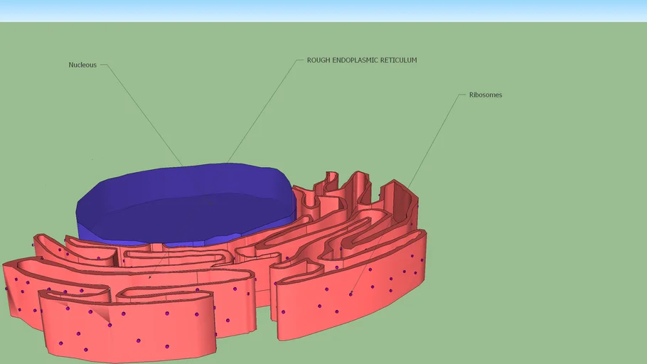 Rough Endomplasmic Reticulum | 3D Warehouse