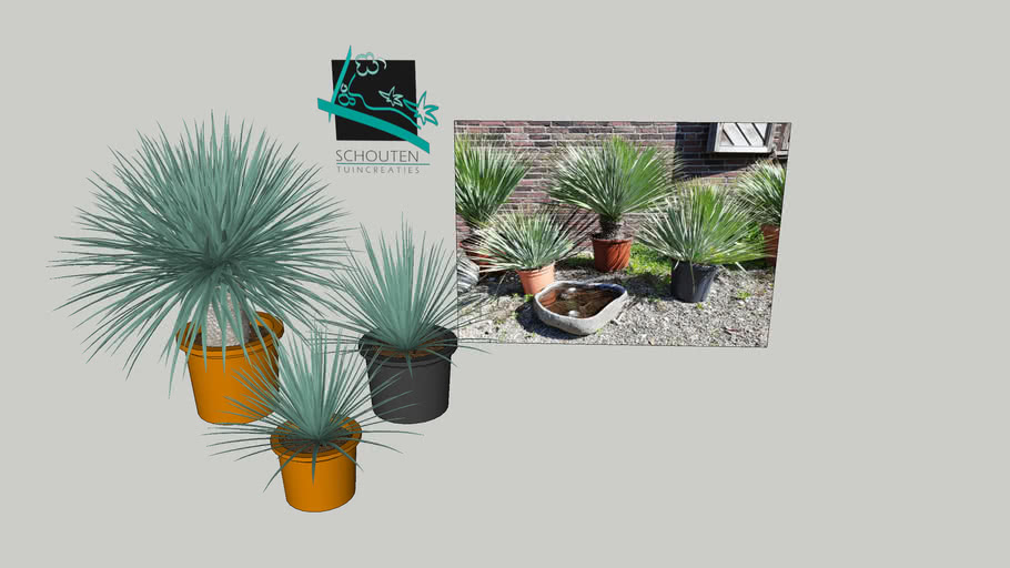 Yucca rostrata | 3D Warehouse