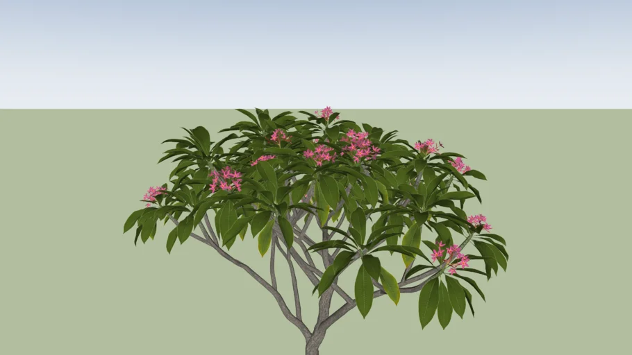 Plumeria rubra | 3D Warehouse