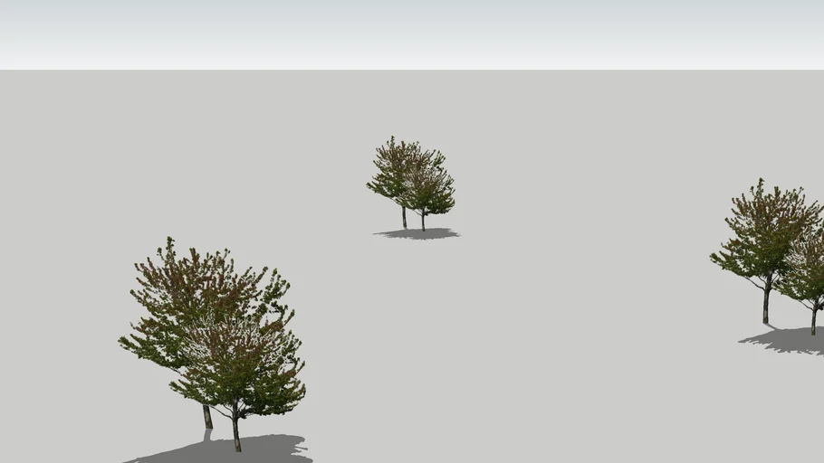 auss arboles | 3D Warehouse