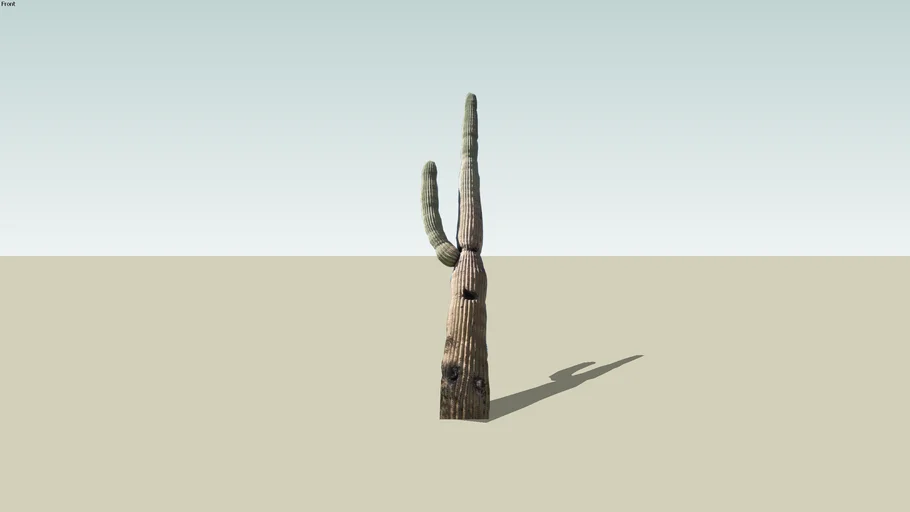 Saguaro Cactus | 3D Warehouse